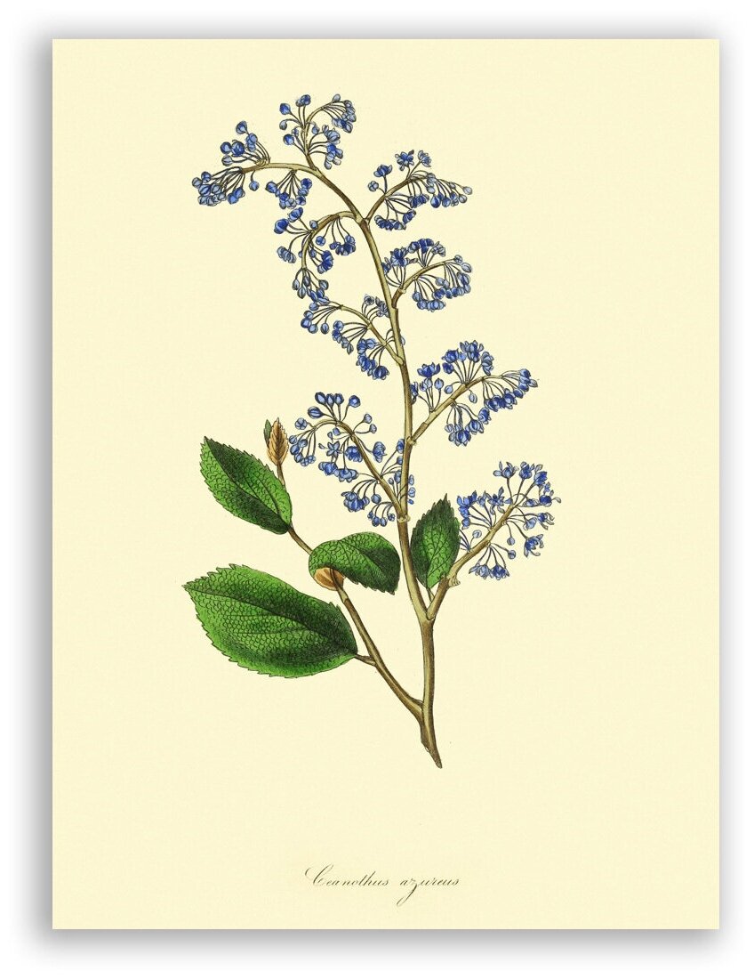 Гравюра Постер на бумаге / Ceanothus Azureus