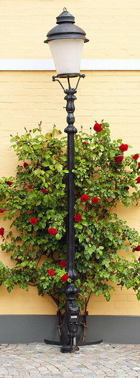 Фотообои Divino Decor "Розовый куст" С-282(Б-282) 100*270 фактура холст