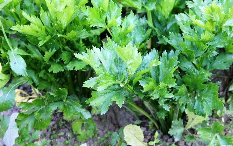 Семена растения сельдерей листовой нежный