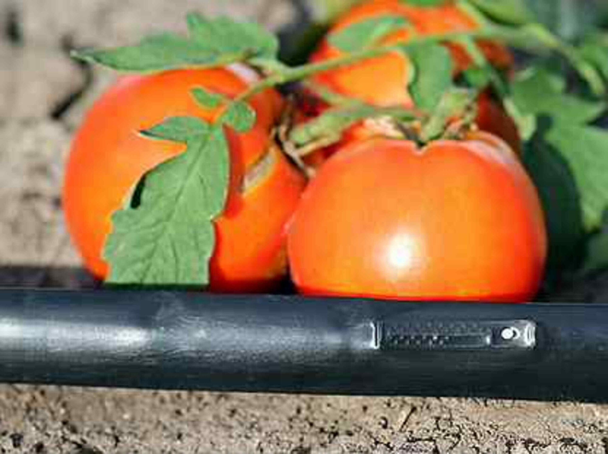 Капельная эмиттерная лента 8 Mills 25 метров шаг 50 см полива грядок Турбофлекс многолетняя