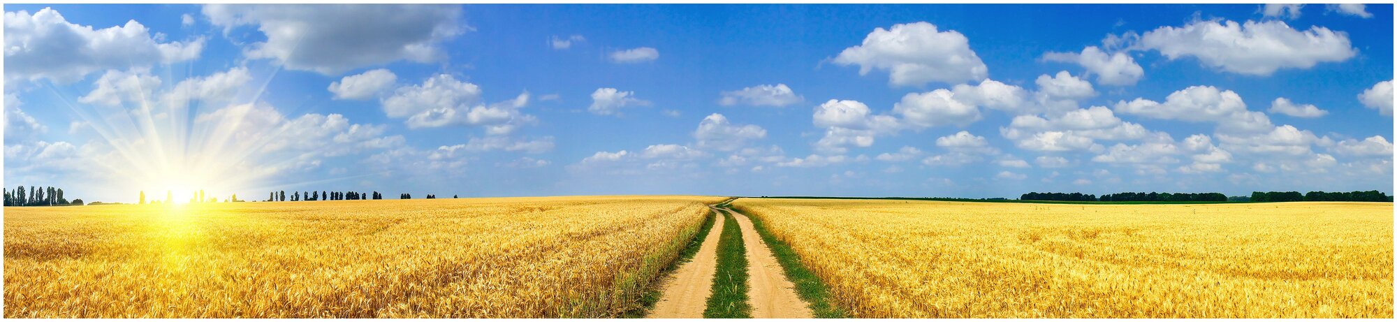 Фотообои Уютная стена "Панорамный вид на золотистое поле пшеницы", флизелиновые, 1100х270 см