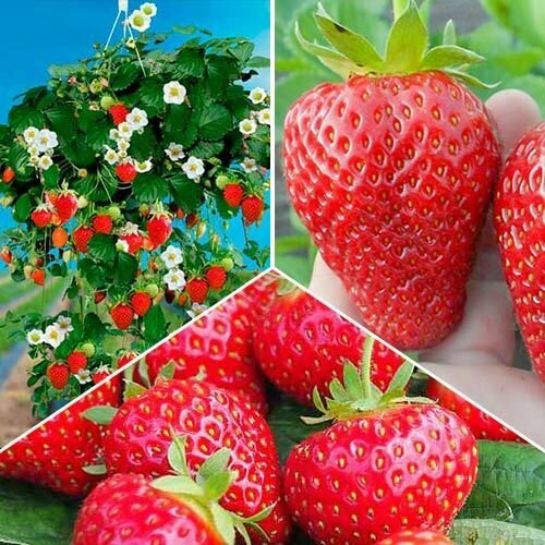 Комплект саженцев земляники Преломляя реальность 3 шт