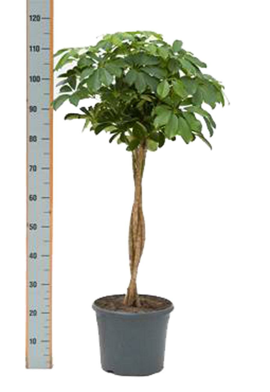 Шеффлера арборикола - Schef arboricola Luseana braided D25 H110