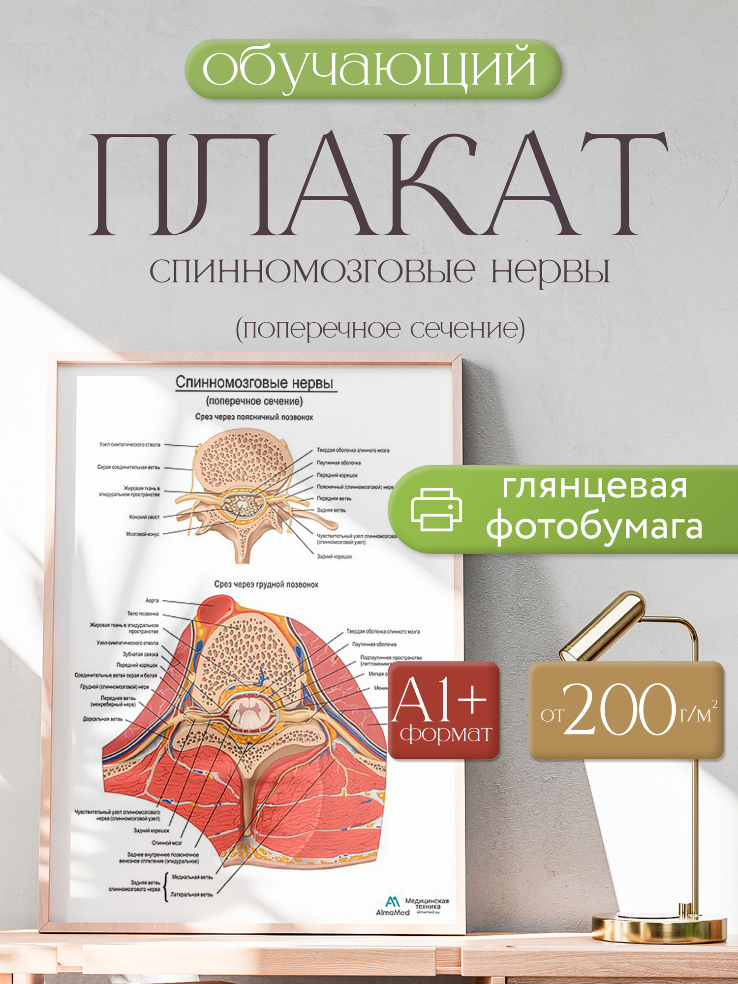 Обучающий плакат "Спинномозговые нервы поперечное сечение", размер А1+, глянцевая фотобумага от 200г/м2