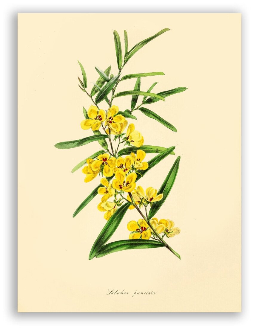 Гравюра Постер на бумаге / Labichea Bipunctata