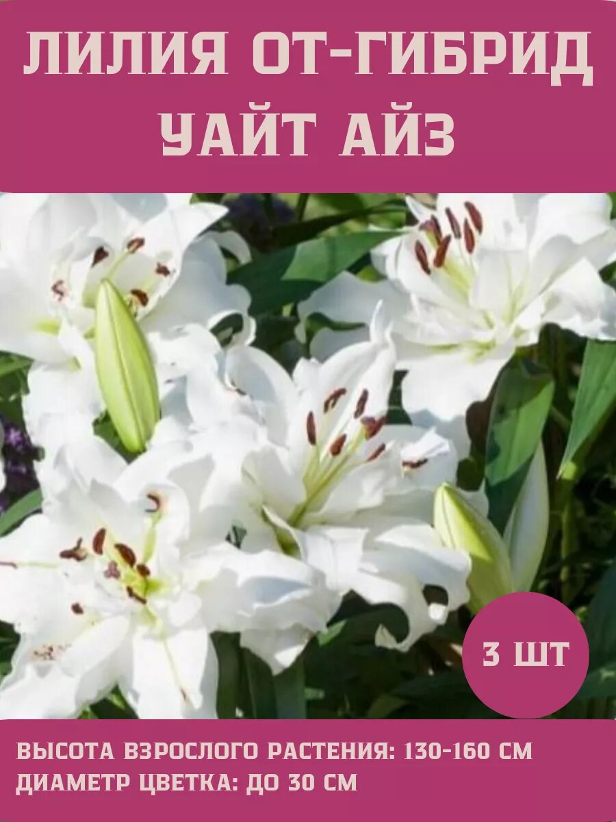 Лилия От-гибрид Уайт Айз