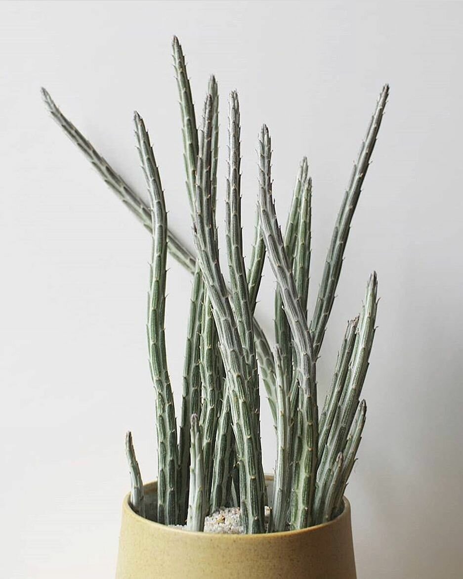 Сенецио стапелиаформис