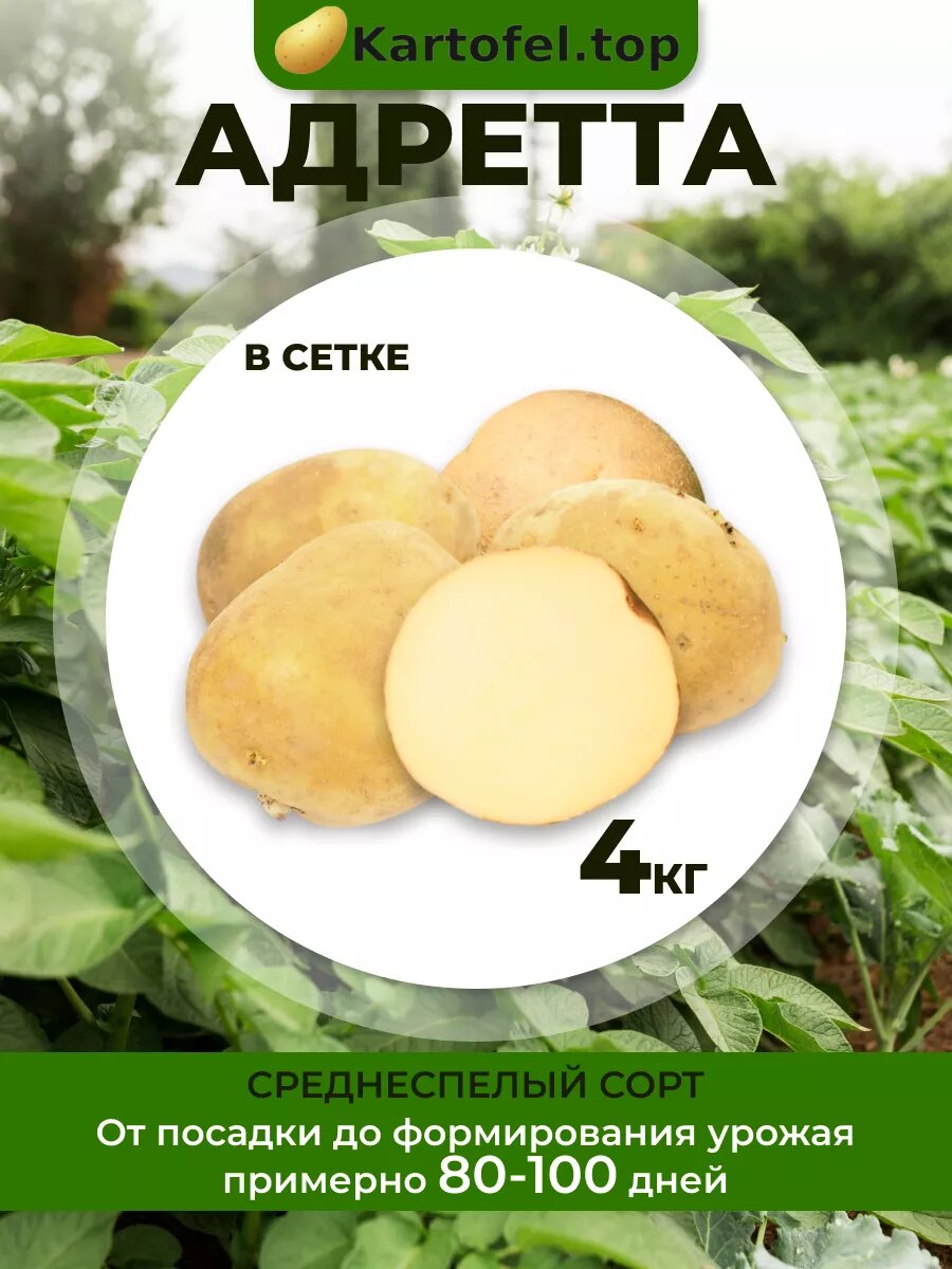 Картофель семенной Адретта