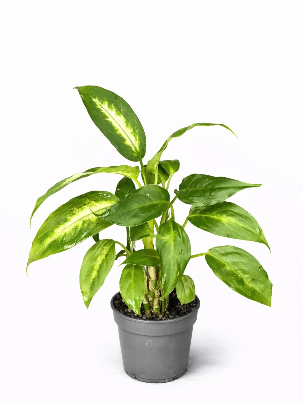 Диффенбахия (Dieffenbachia) 8см