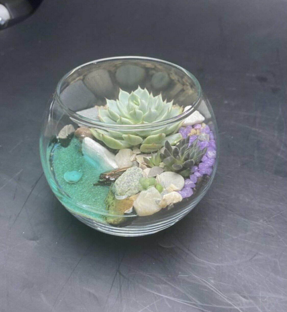 Флорариум с суккулентом эхеверия с водоёмом / Мини садик / Подарок / Комнатное растение