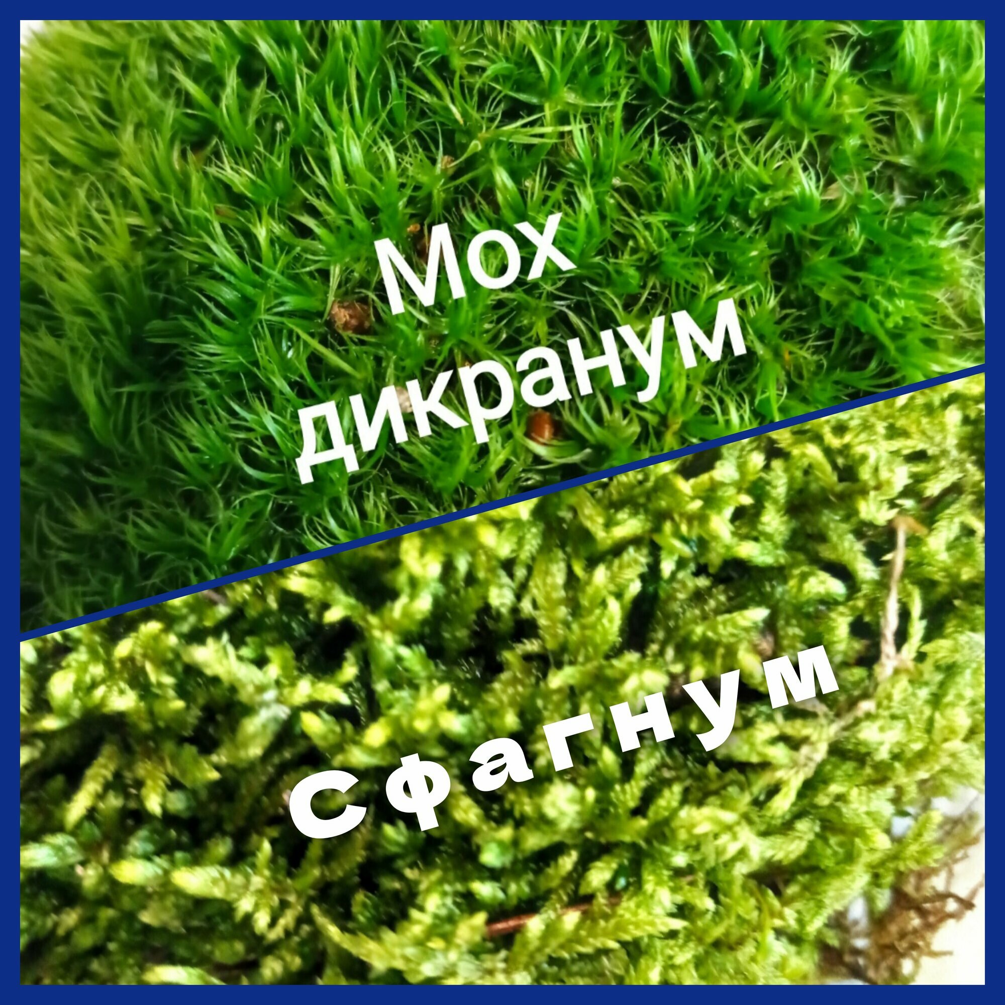 Набор для флорариума. 2 вида мха + грунт 1л.