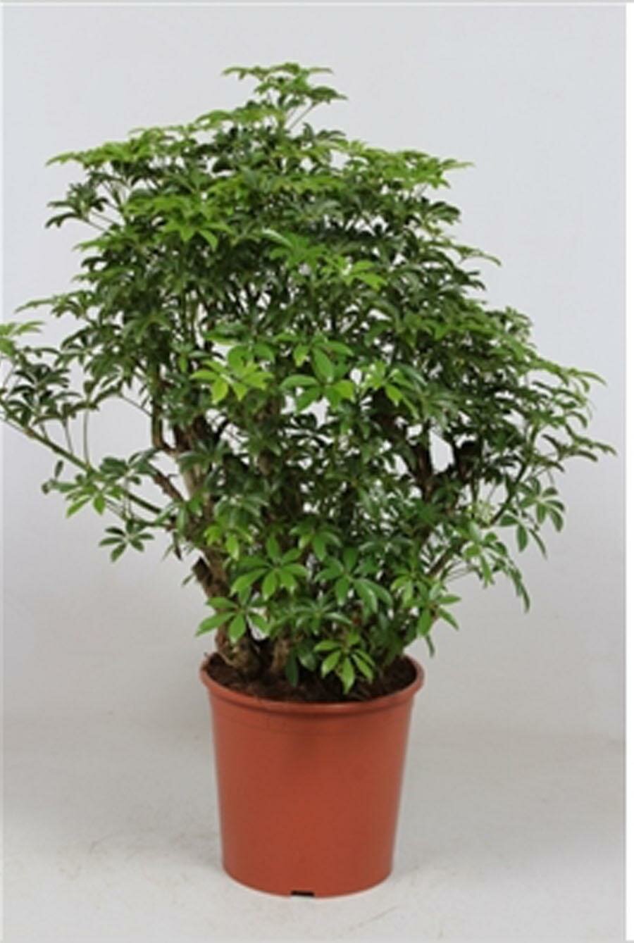 Шеффлера лучелистная Лузеана - Schefflera actinophylla Luseana D24 H100