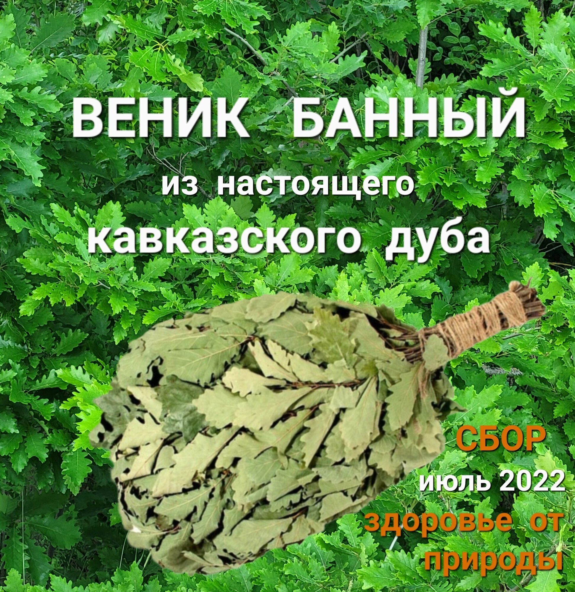 Веник дубовый (мытый) для баньки/сауны, сбор июль 2025 года
