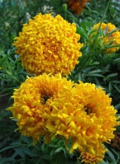 Бархатцы "фантастика" семена 15 шт.