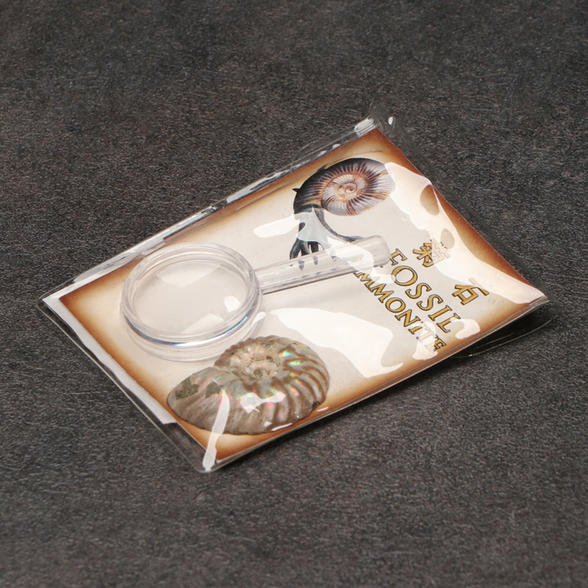 Набор коллекционный "Аммониты", прессованный камень, бежевый/золотистый