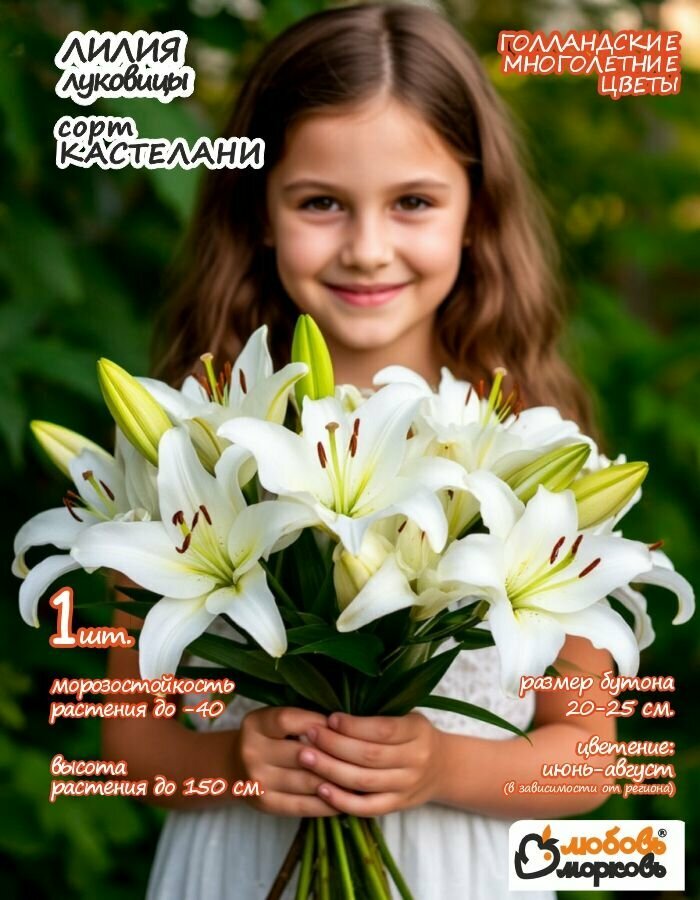 Лилия, Кастелани 1 шт