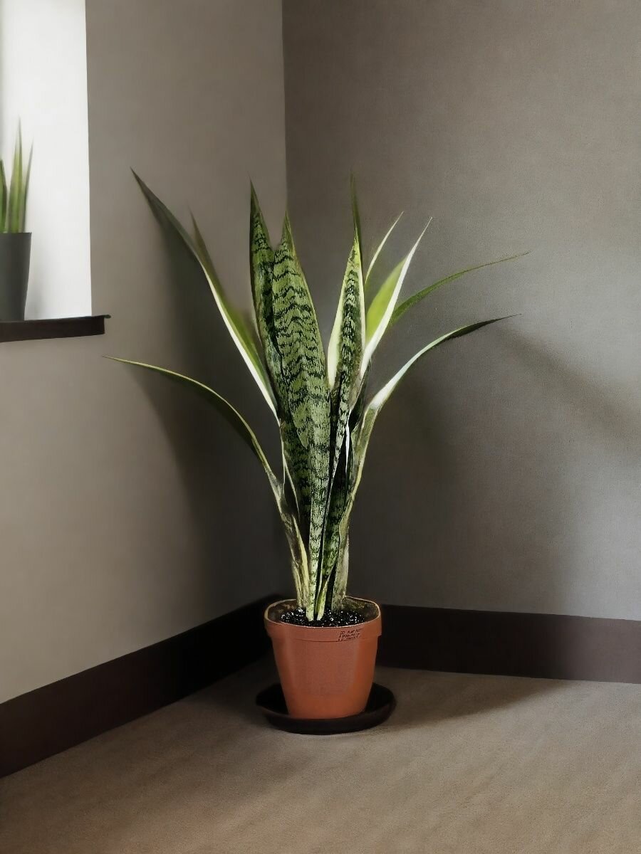 Живое растение Сансевиерия Зейланика в D9 index