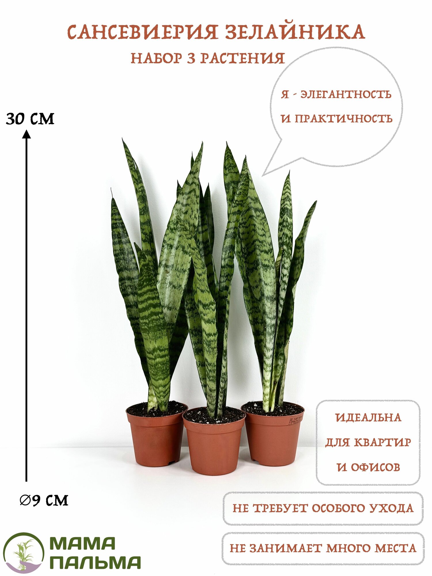 Набор 3 растения Сансевиерия Зейланика щучий хвост в горшке D9 см высота 30 см (живые растения)