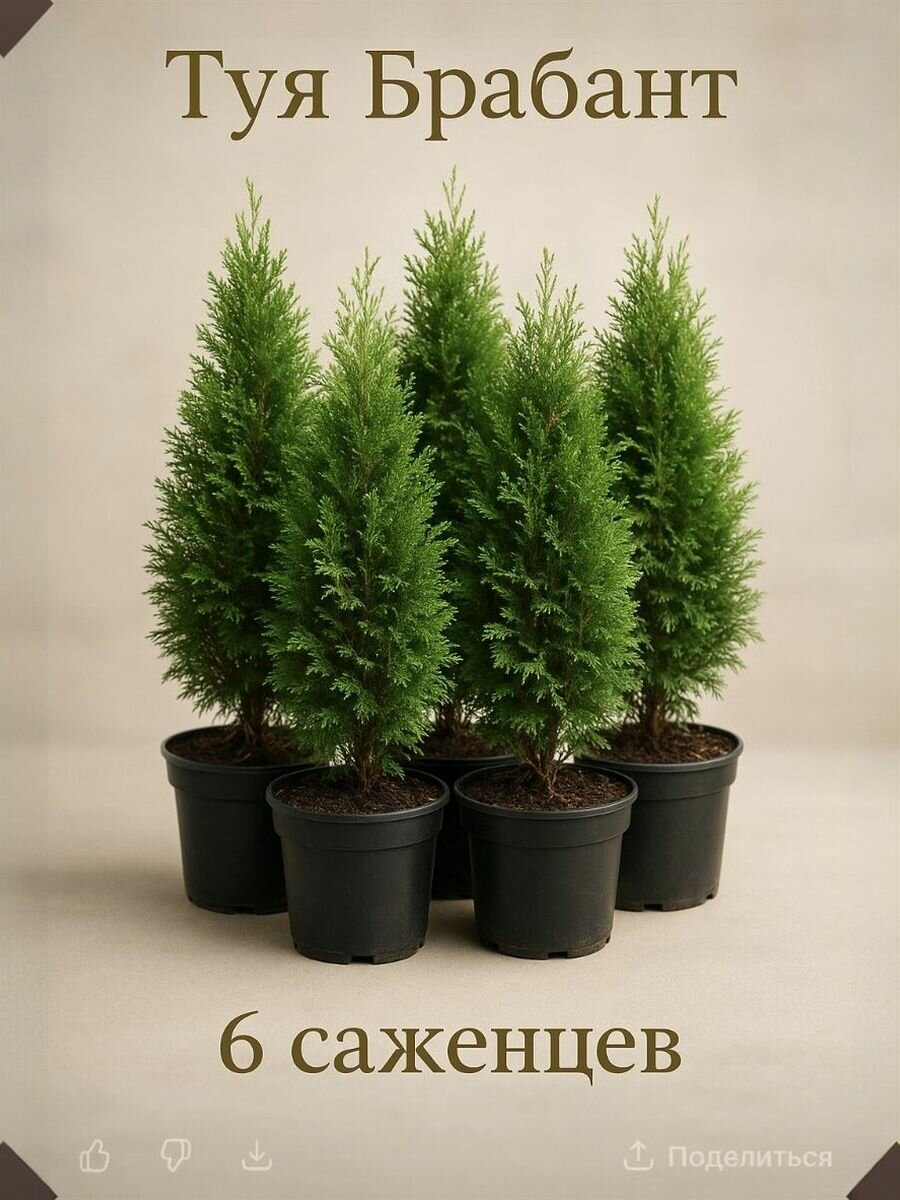 Саженец туи брабант, для живой изгороди, в контейнере, высота 35 см, 6 шт