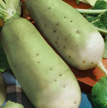 Семена редьки лоба Удача (1 гр.)