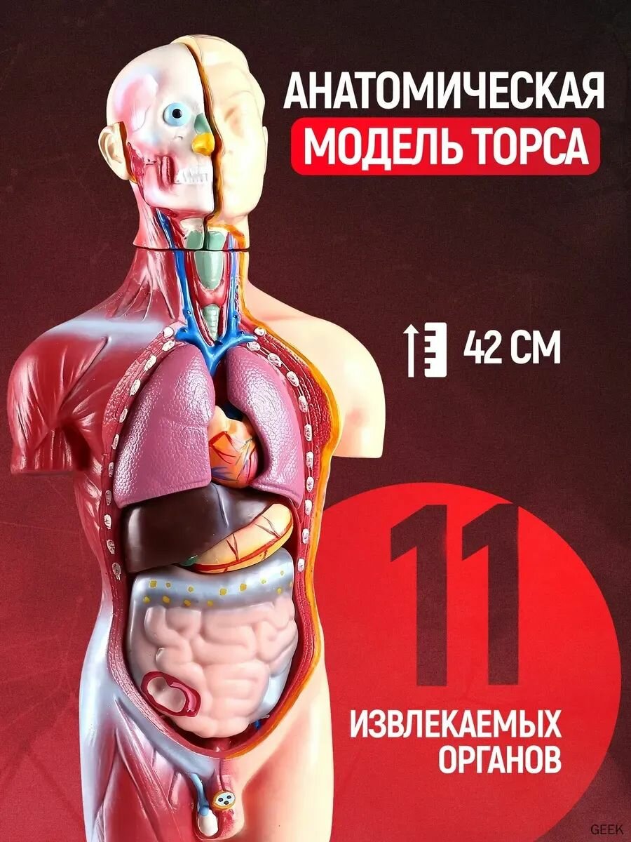 Анатомическая модель человека с органами разборная 42см / Макет "Торс человека" / анатомический набор