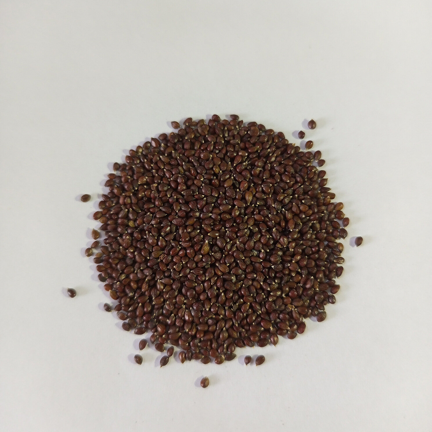 Семена черноголовка крупноцветковая для посадки 250 штук