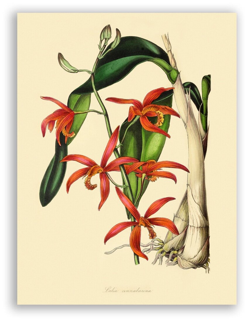 Гравюра Постер на бумаге / Laelia Cinnabarina