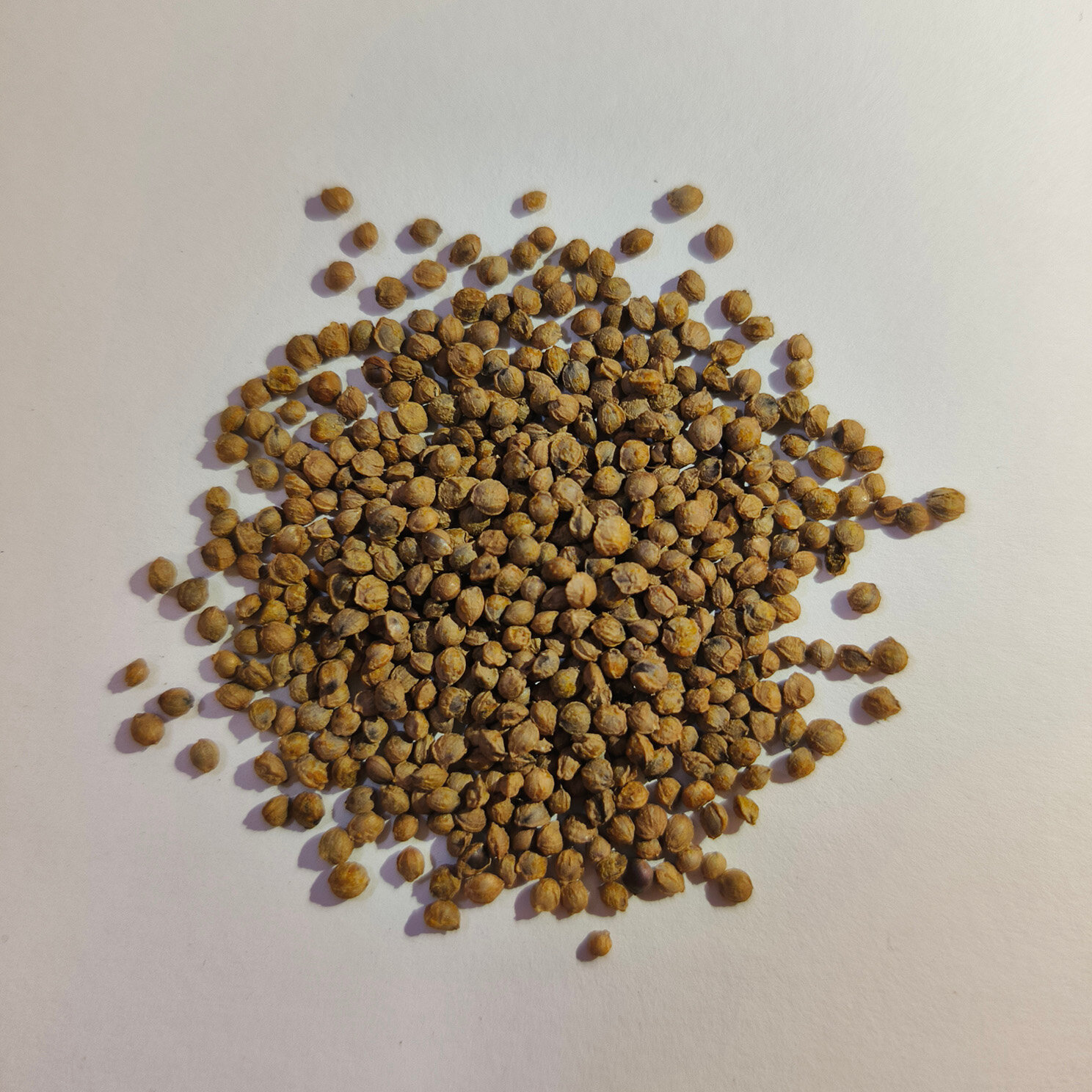 Семена хмель обыкновенный для посадки 250 штук