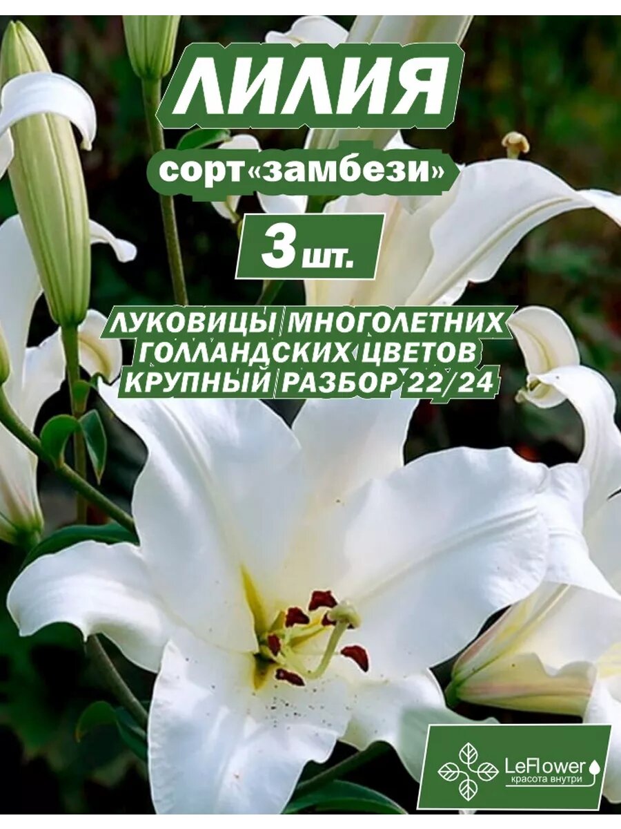 Лилия Луковица, Замбези, 3 шт