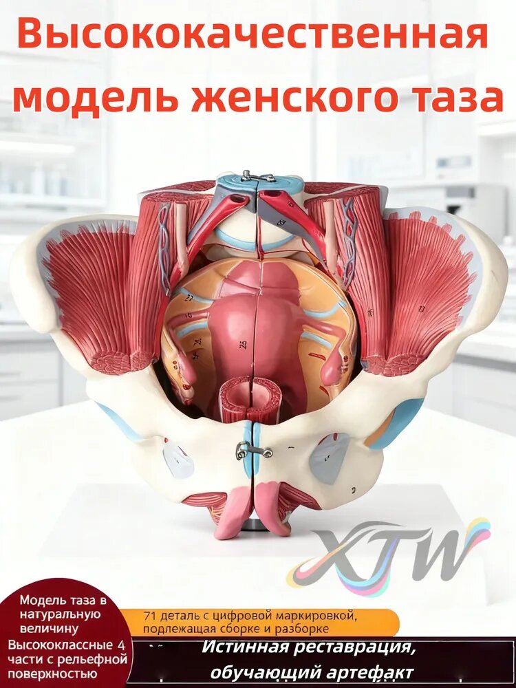 Женский таз с органами и мышцами, анатомическая модель, настоящая реставрация