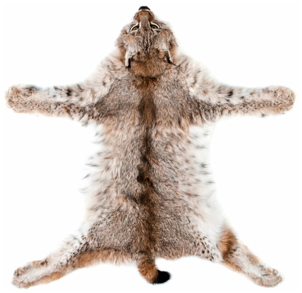 Ковер из шкуры рыси