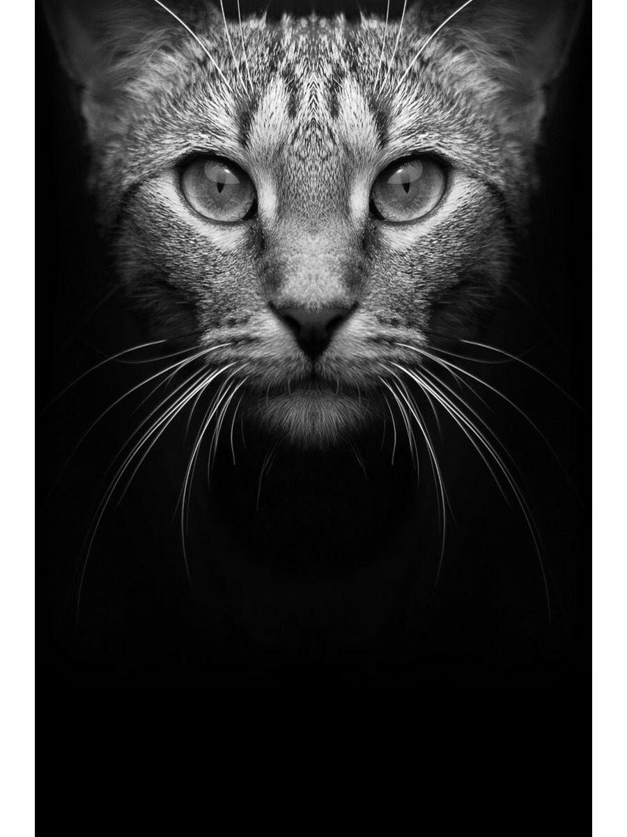 Постер "Черно-белые животные. Кошка"