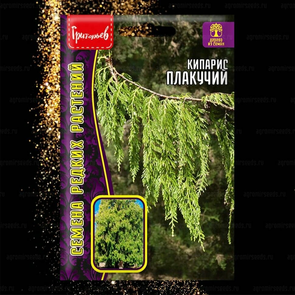 Кипарис плакучий