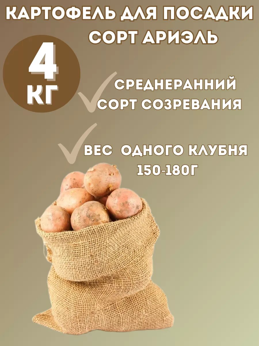 Картофель семенной Ариэль, 4 кг