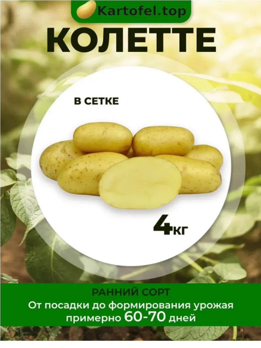 Картофель семенной на посадку Колетте 4 кг