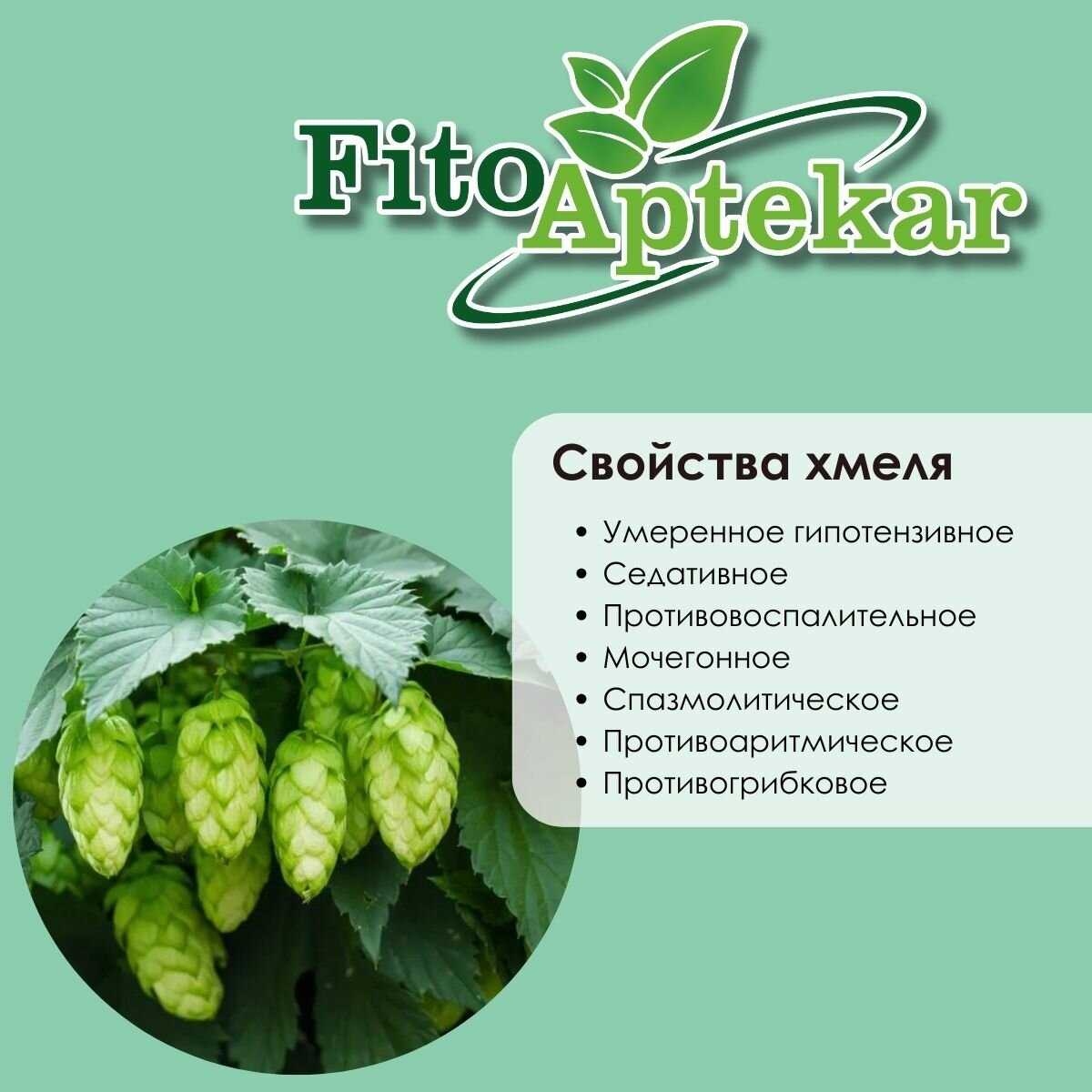 Хмель шишки "Фито-Аптекарь" - успокоительное средство при бессоннице и неврозах, цельный 100г — фото 1