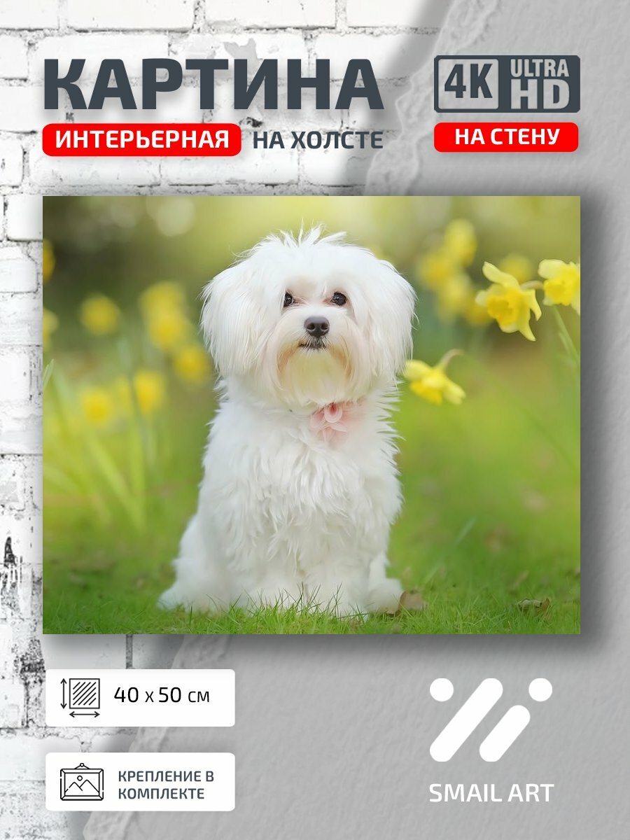 Картина на холсте интерьерная 40 на 50 на стену Болонка Animal для кафе animal style декор