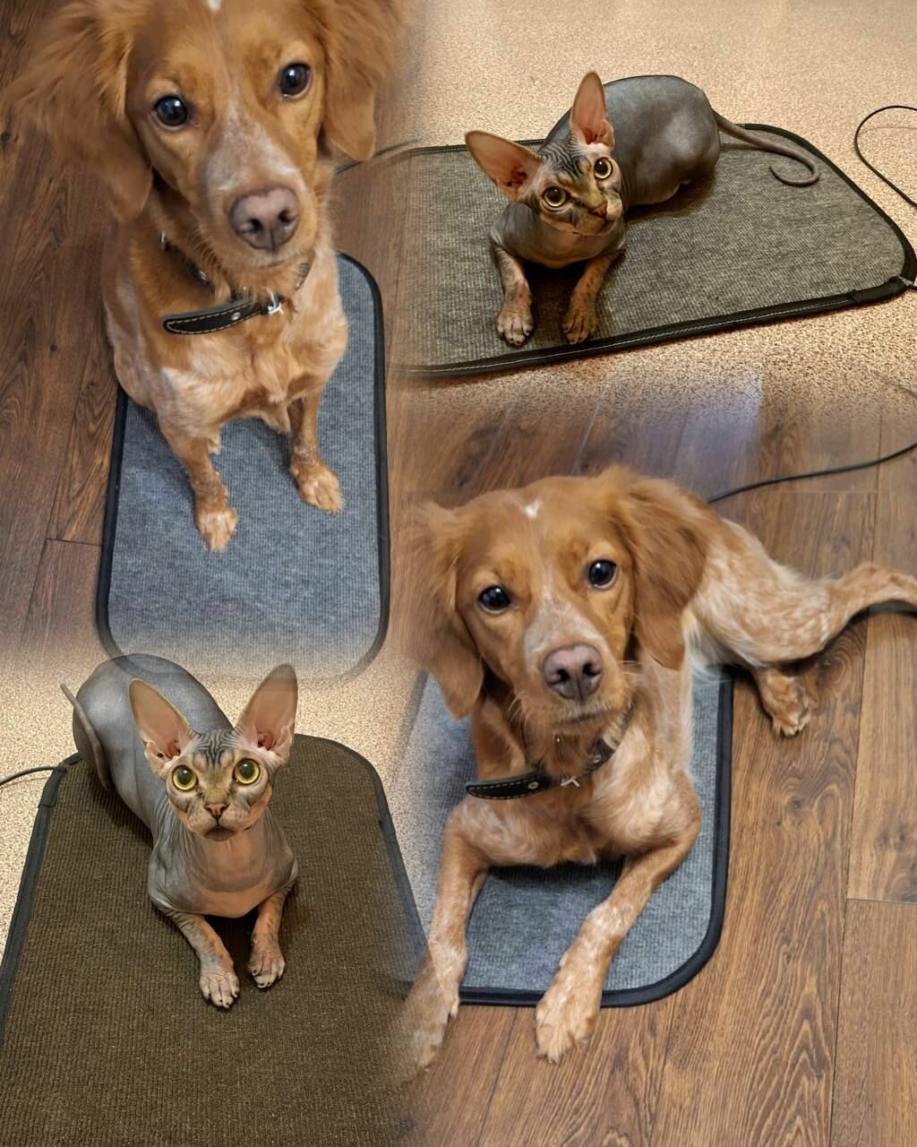 Коврик Varmel, инфракрасный, противоскользящий, 60 см x 35 см, толщина 5 мм, разноцветный