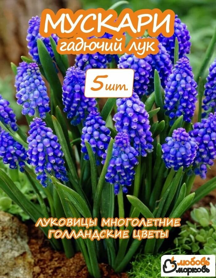 Луковичные цветы Мускари (Гадючий лук), 5 шт