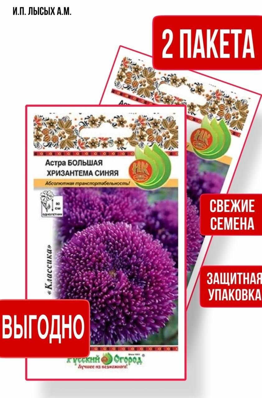 Астра Большая хризантема синяя