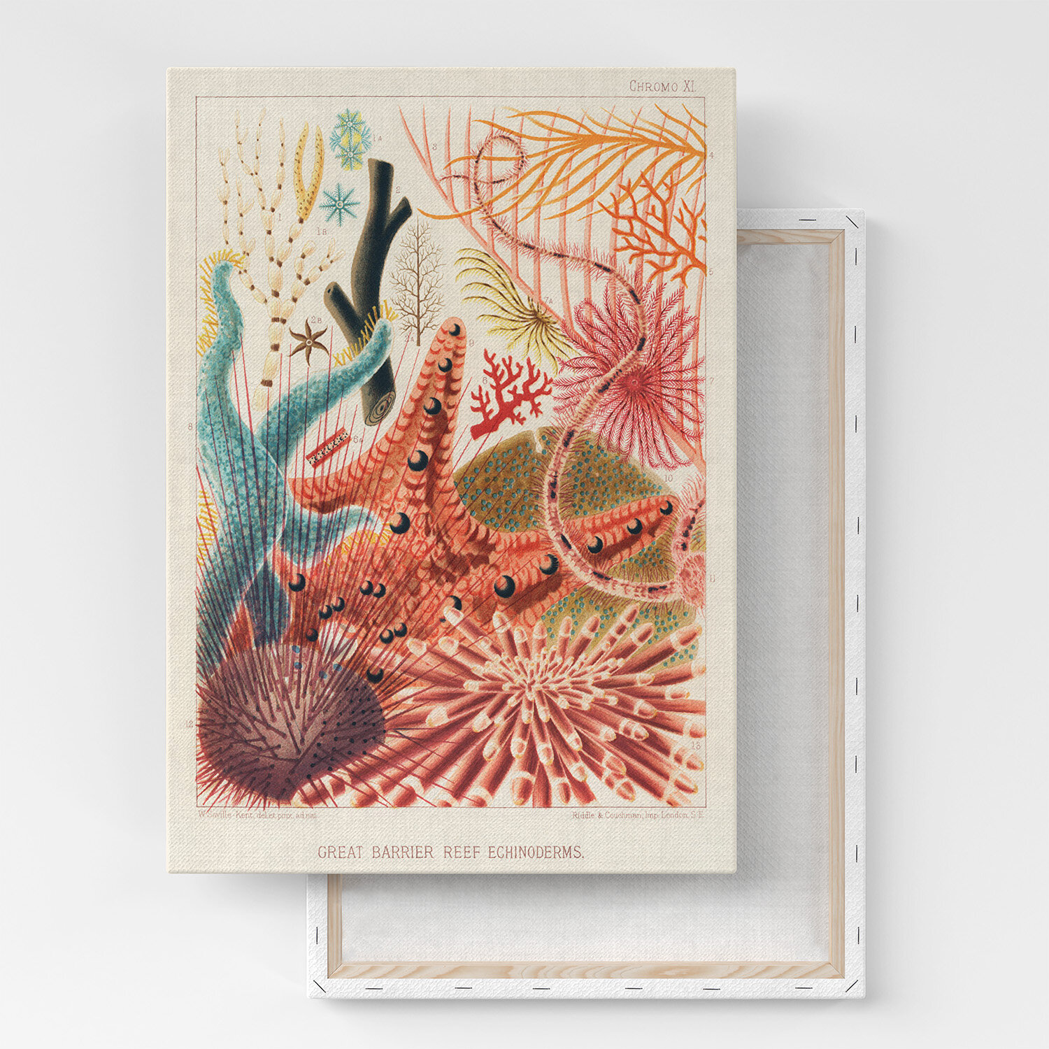 Картина на холсте, репродукция / The Great Barrier Reef of Australia / Размер 30 x 40 см
