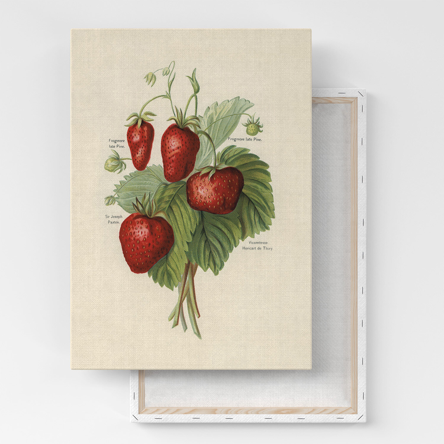 Картина на холсте, репродукция / Гравюры фруктов - клубника / Размер 30 x 40 см