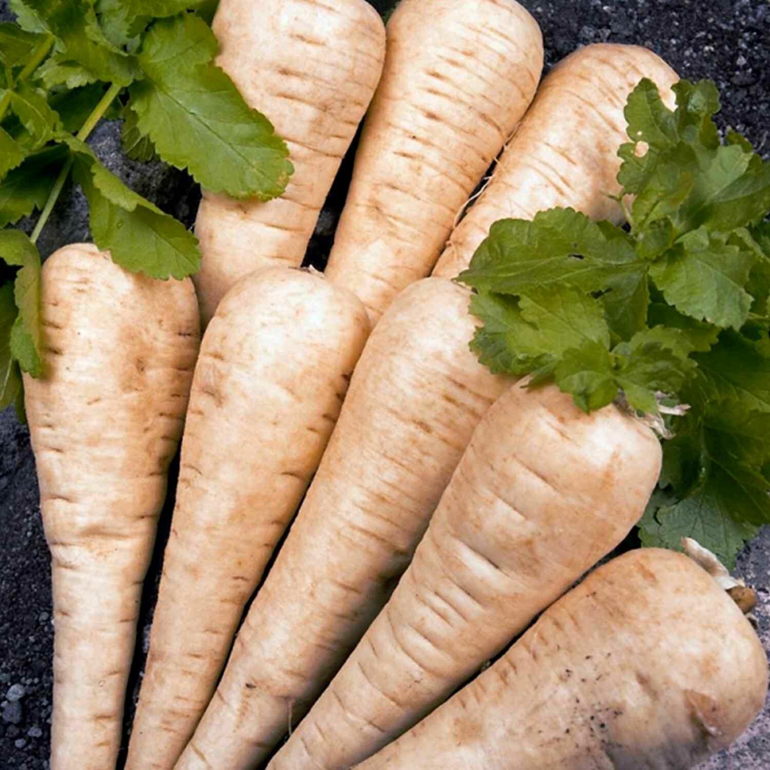 Семена Пастернака "Студент", 10 шт. семян