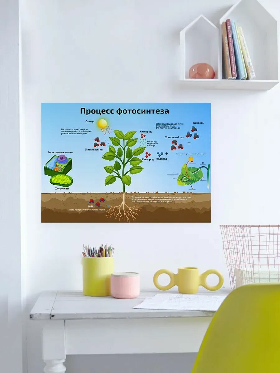 Постер обучающий процесс фотосинтеза — фото 1