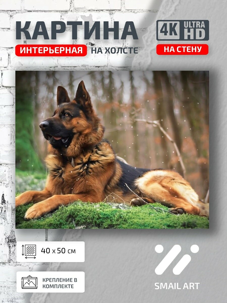 Картина на холсте интерьерная 40 на 50 на стену Животные Собака для офиса атмосфера