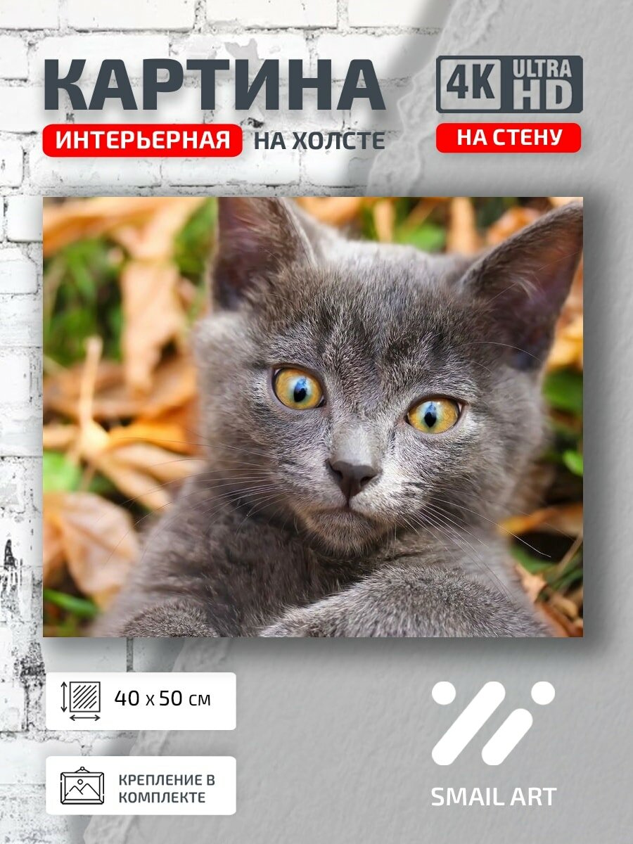 Картина на холсте интерьерная 40 на 50 на стену Животные котейка для гостиной атмосфера
