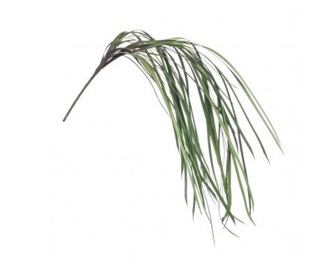 Растение декоративное BIZZOTTO BLADE GRASS FALLING BRANCH 0172421 790h