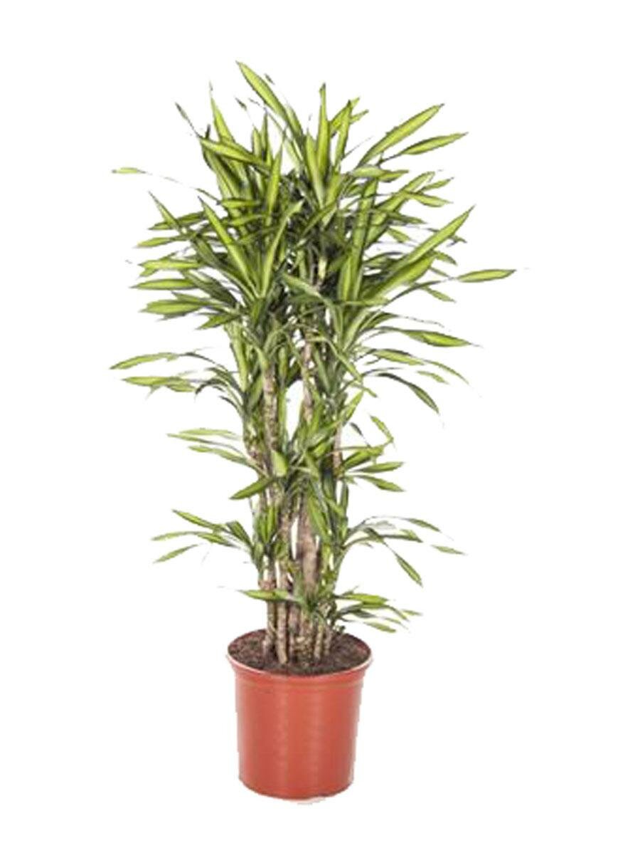 Драцена душистая Рики бранч - Dracaena fragrans Riki Branched D32 H130
