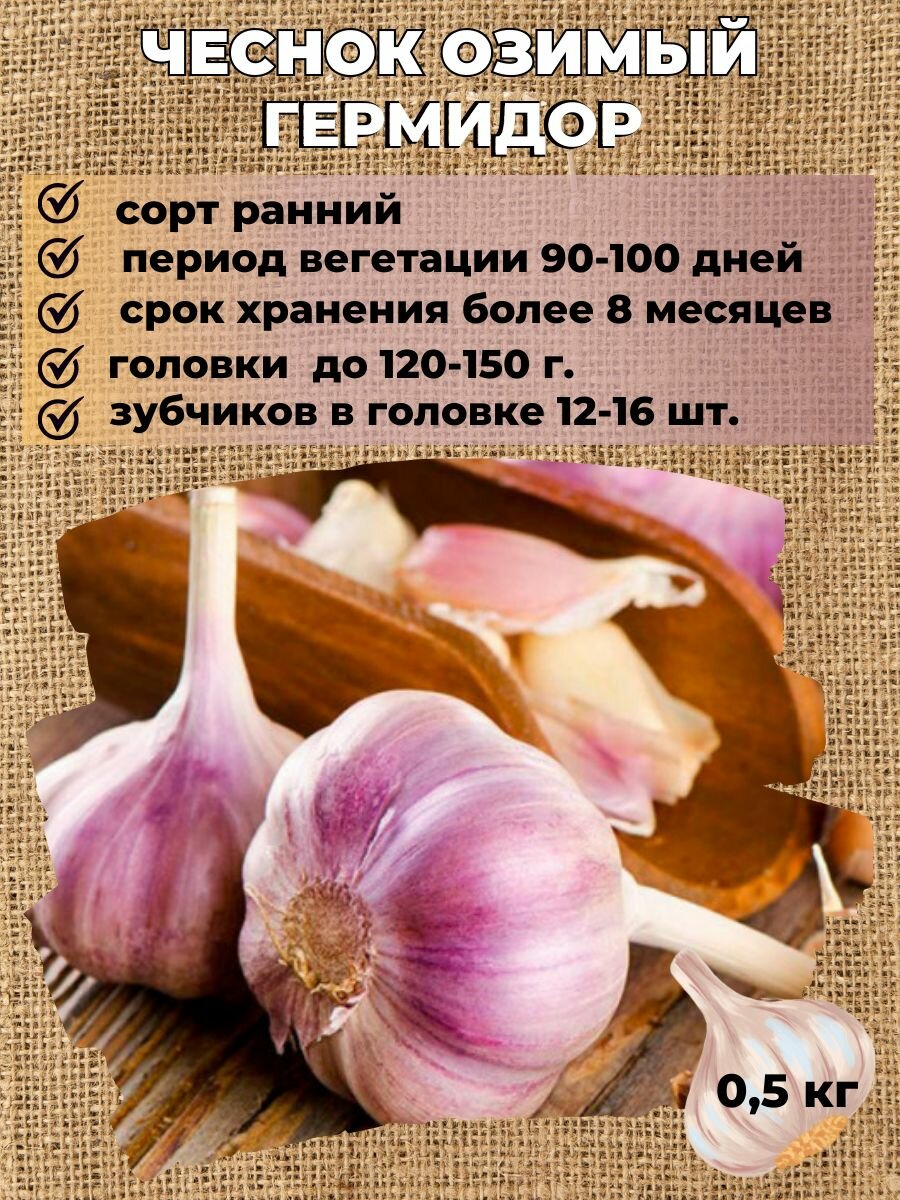 Чеснок озимый на посадку 0,5 кг.