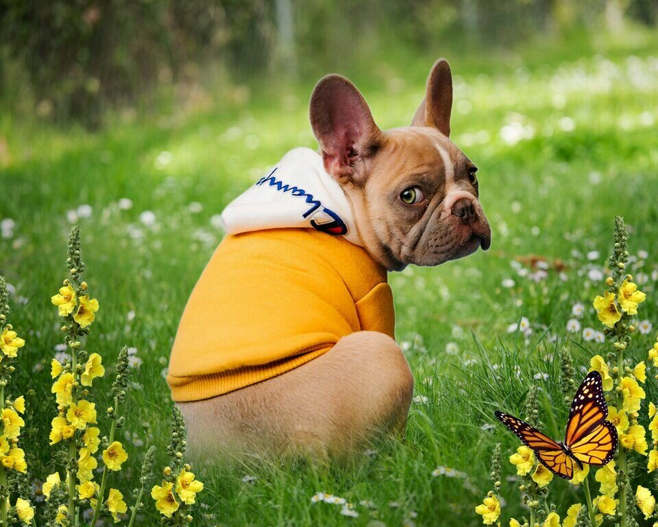 Алмазная мозаика 40*50 "Diamond Way" Пёсик